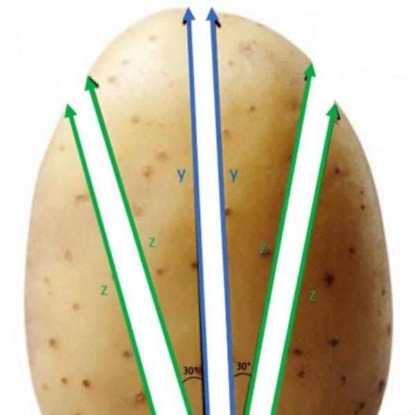 In search of the perfect roast potato