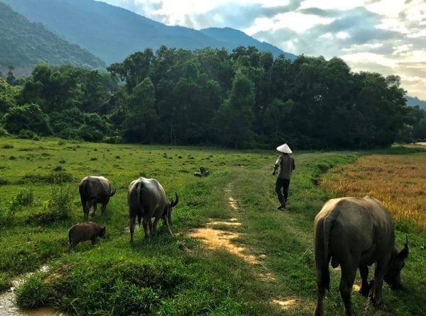 New-born calf joins contingent of water buffalo greenkeepers at Laguna ...